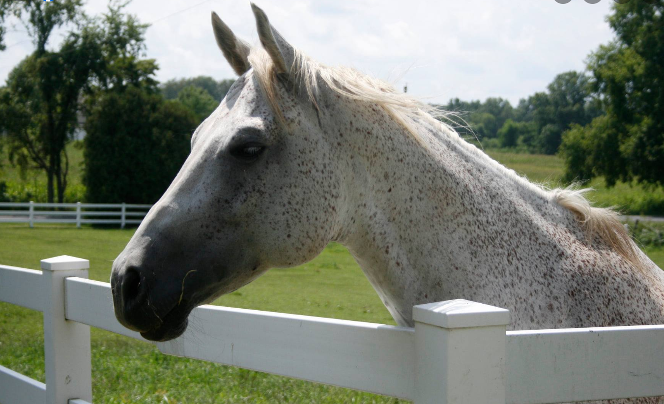 Oak Top Hill Horse Farm