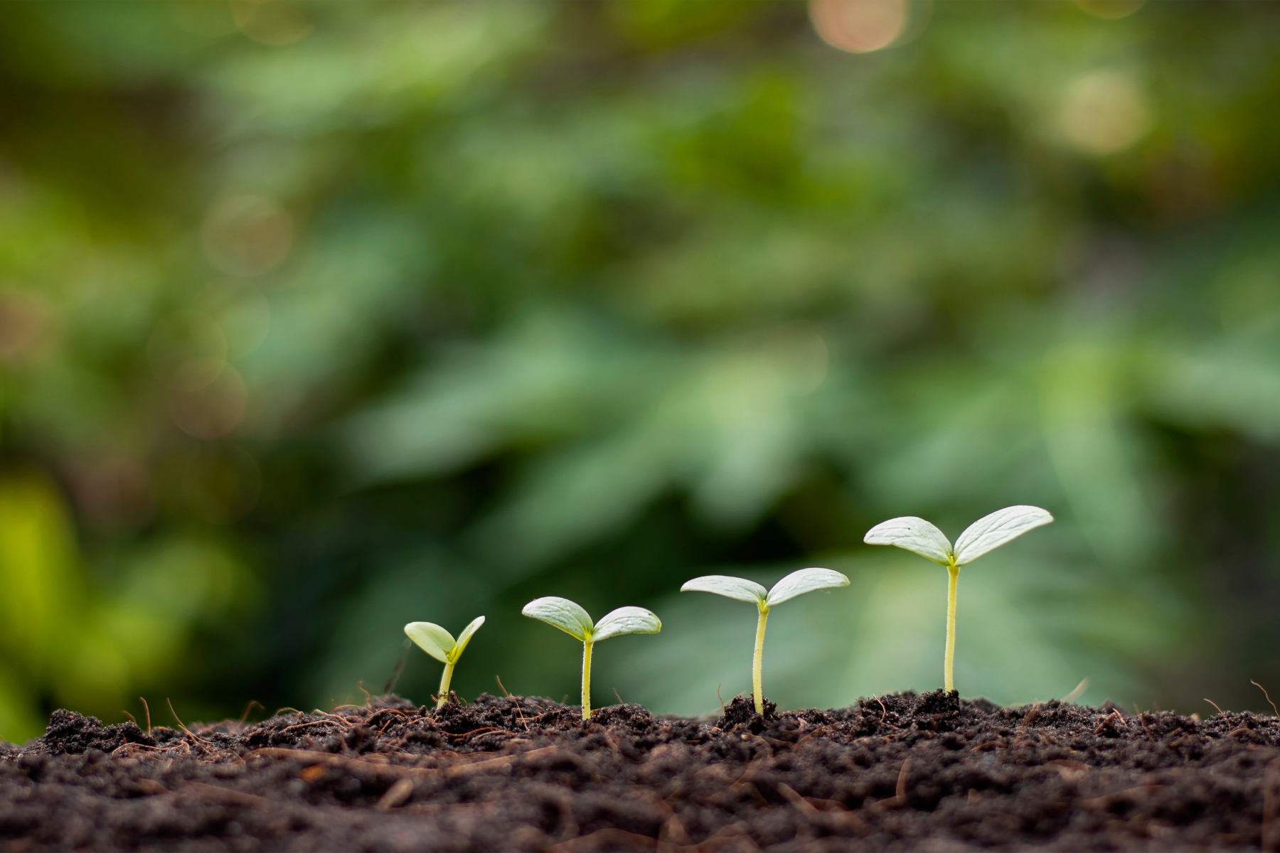 Grow Children's Ministry — Charlotte Hmong Alliance Church