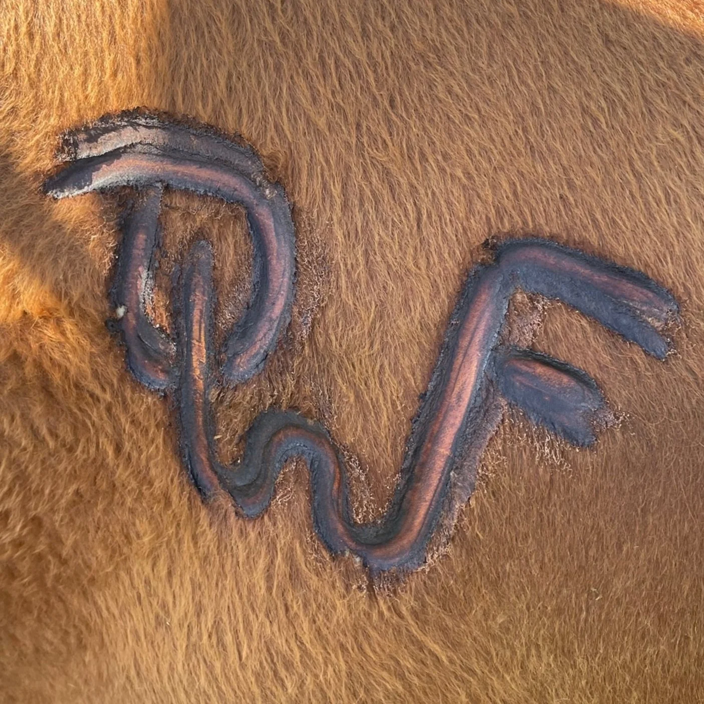 Driftwood Farm | Organically Raised Beef & Poultry | Fresh Eggs ...