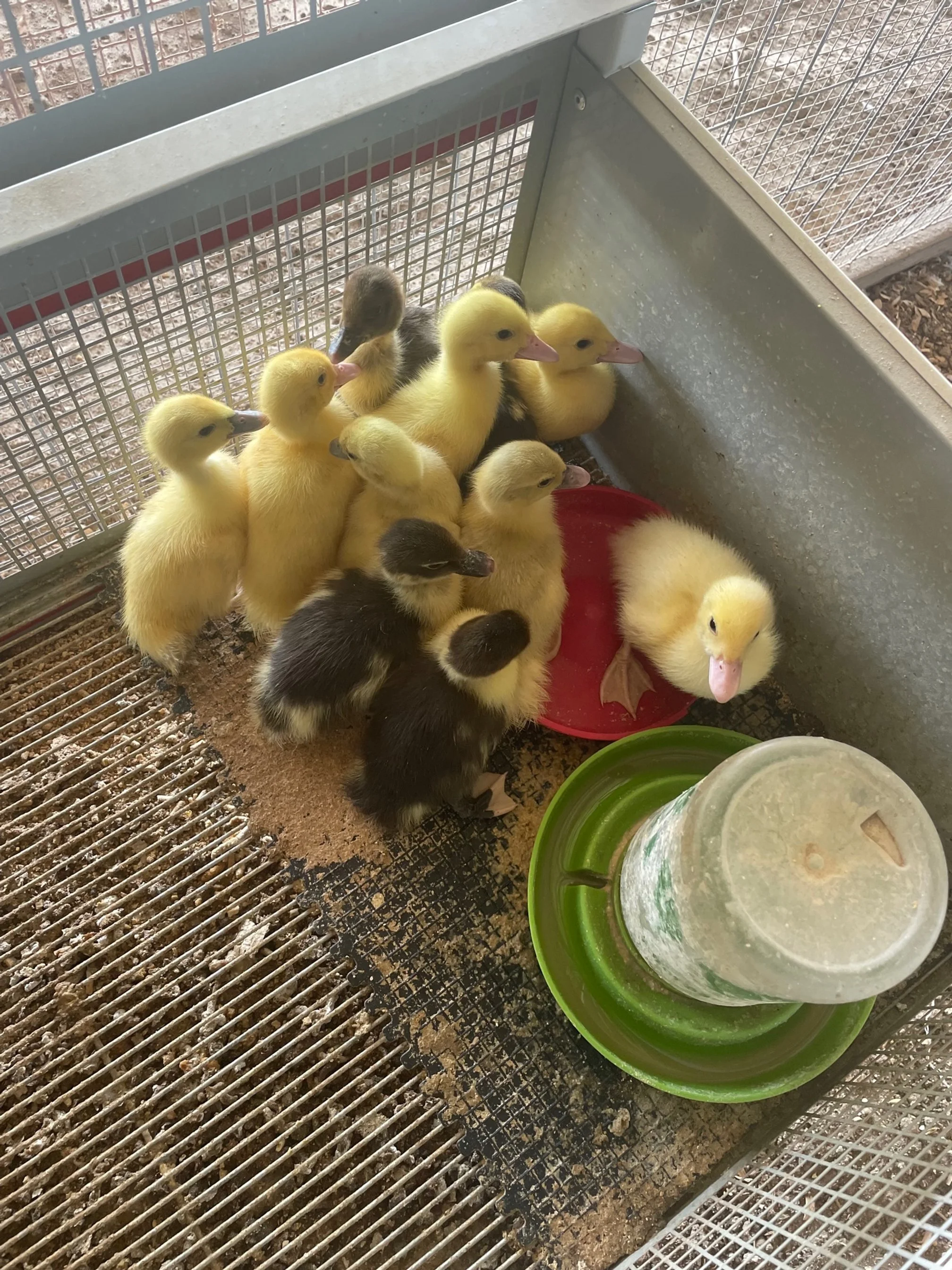 About | Iowa, LA — Driftwood Farm