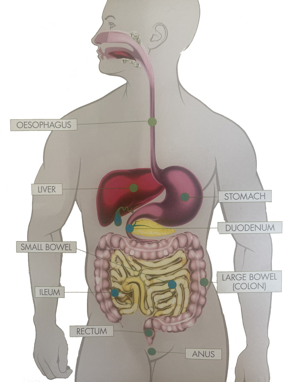 Endoscopy: Diagnosing Gastrointestinal Disorders through Gastroscopy ...