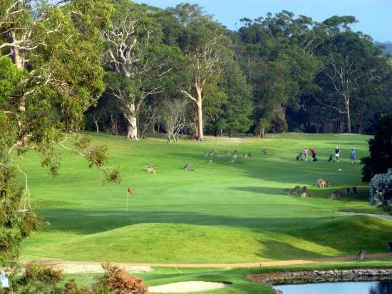 Nelson Bay Golf Club — Pacific Coast Design