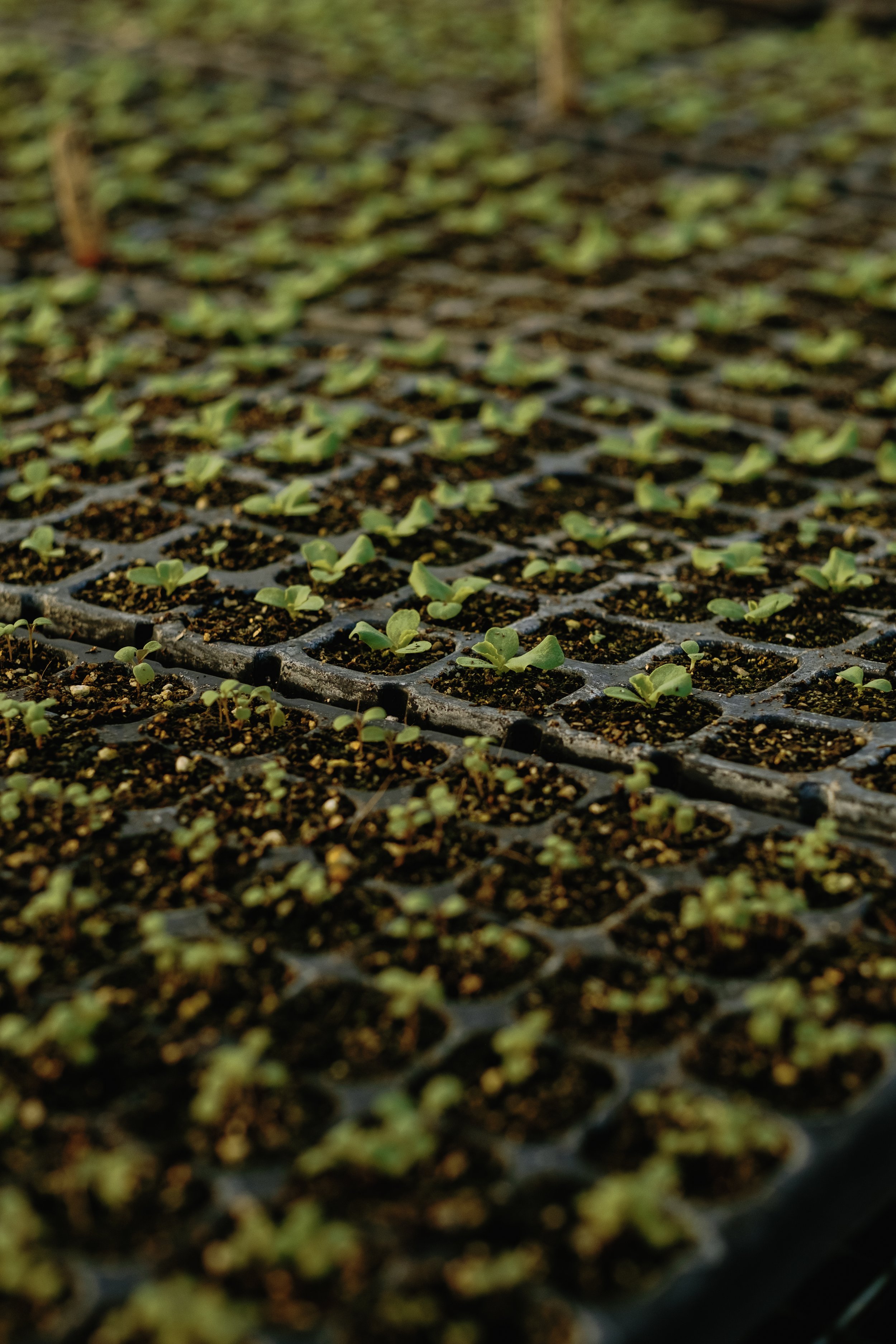 Gamble Creek Farms | Homegrown Organic Products & Sustainable Farming