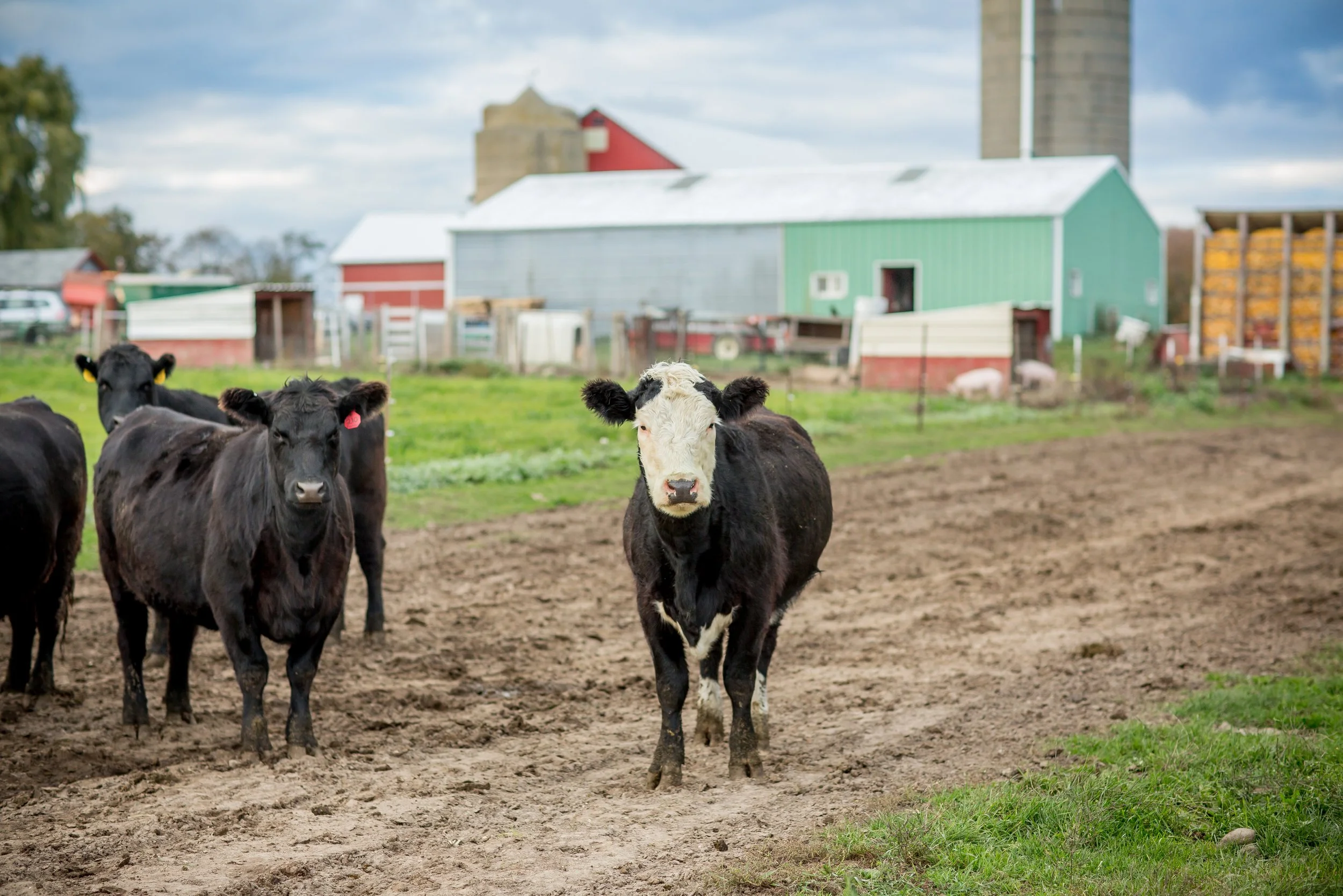 Schmidt Century Farm | Black Angus Beef | Duroc & Berkshire Pork ...