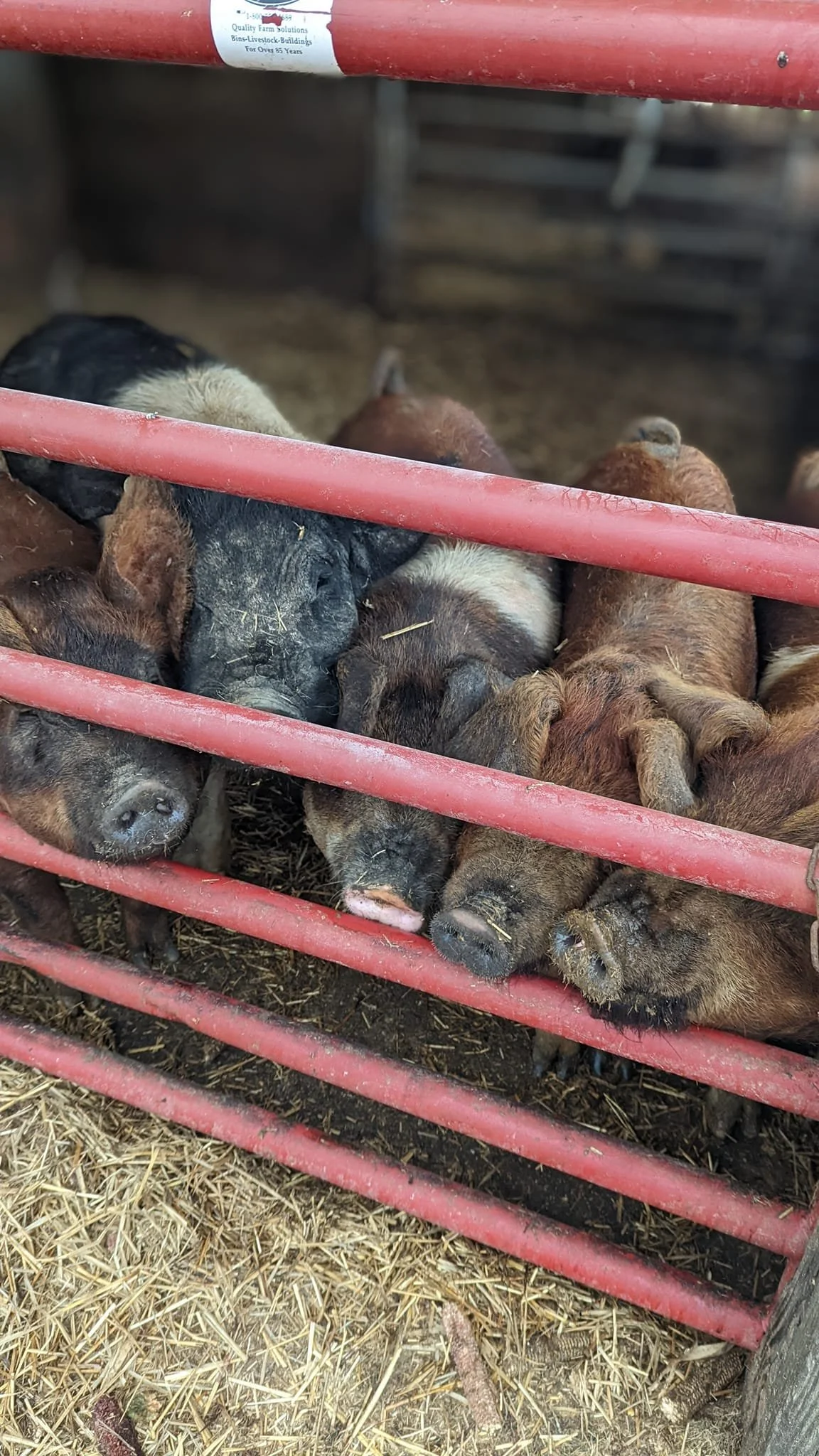 Schmidt Century Farm | Black Angus Beef | Duroc & Berkshire Pork ...