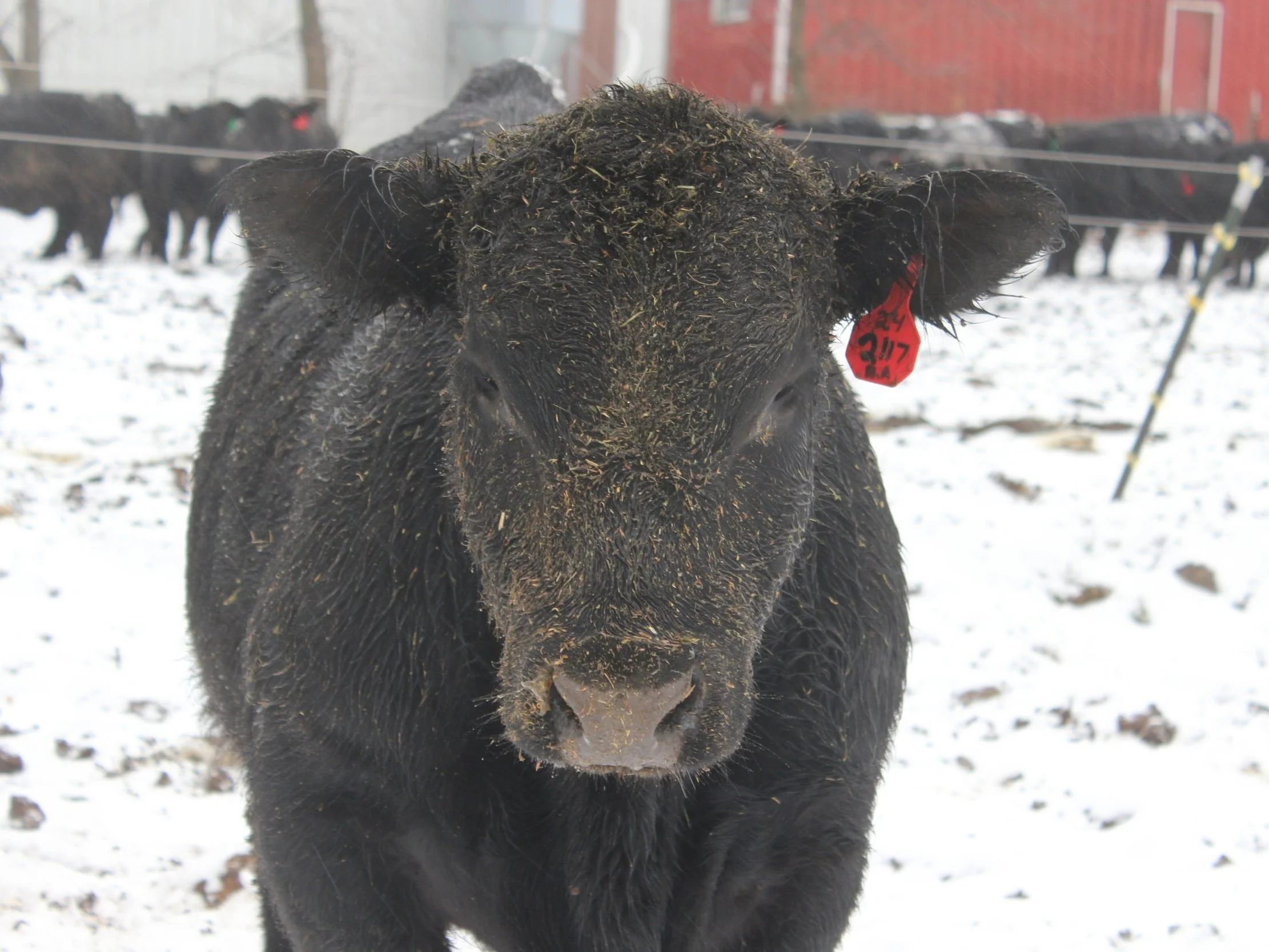 Schmidt Century Farm | Black Angus Beef | Duroc & Berkshire Pork ...