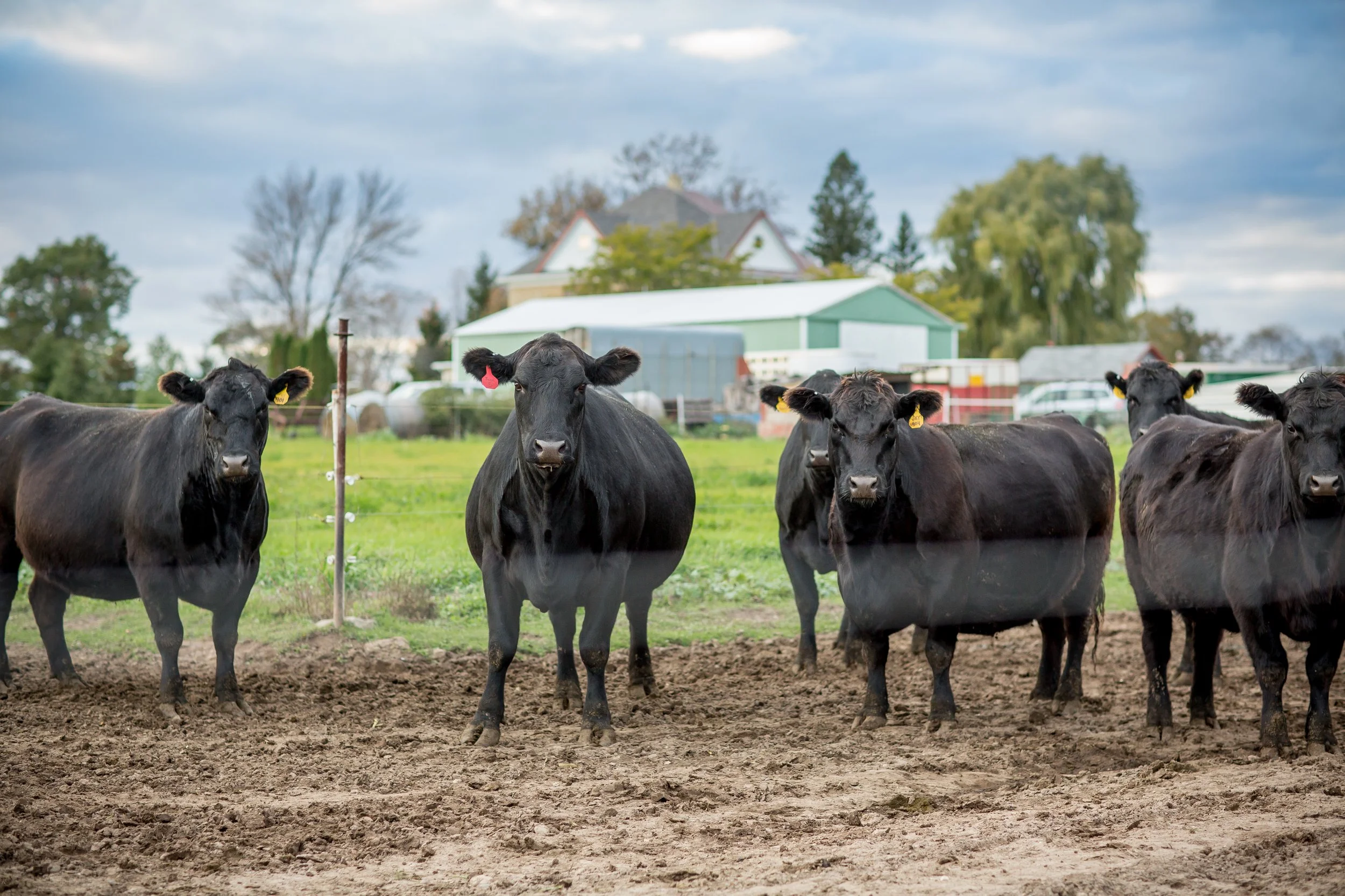 Schmidt Century Farm | Black Angus Beef | Duroc & Berkshire Pork ...