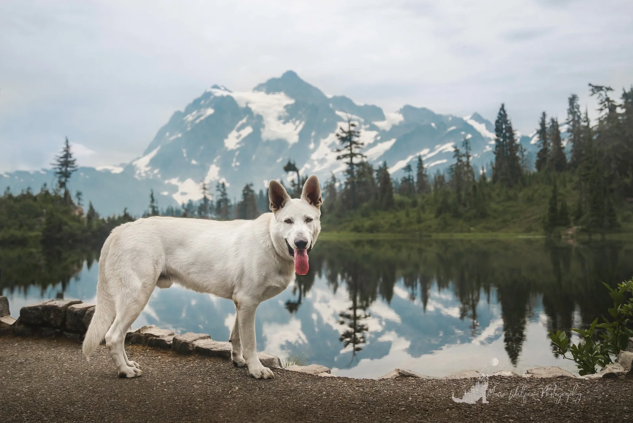 Where to Hike with your Dog or Cat: Washington State Parks and more ...