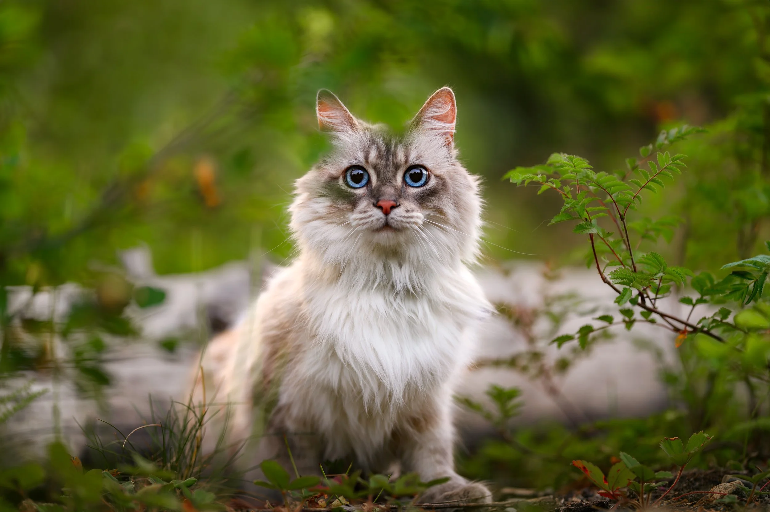 Internationally Award Winning Seattle-Tacoma Pet Photographer