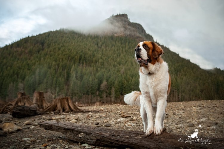 Where to Hike with your Dog or Cat: Washington State Parks and more ...