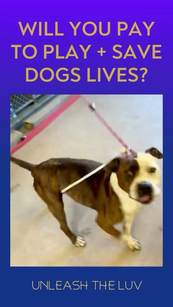 Adoptable Dogs — Mutt Luv Rescue