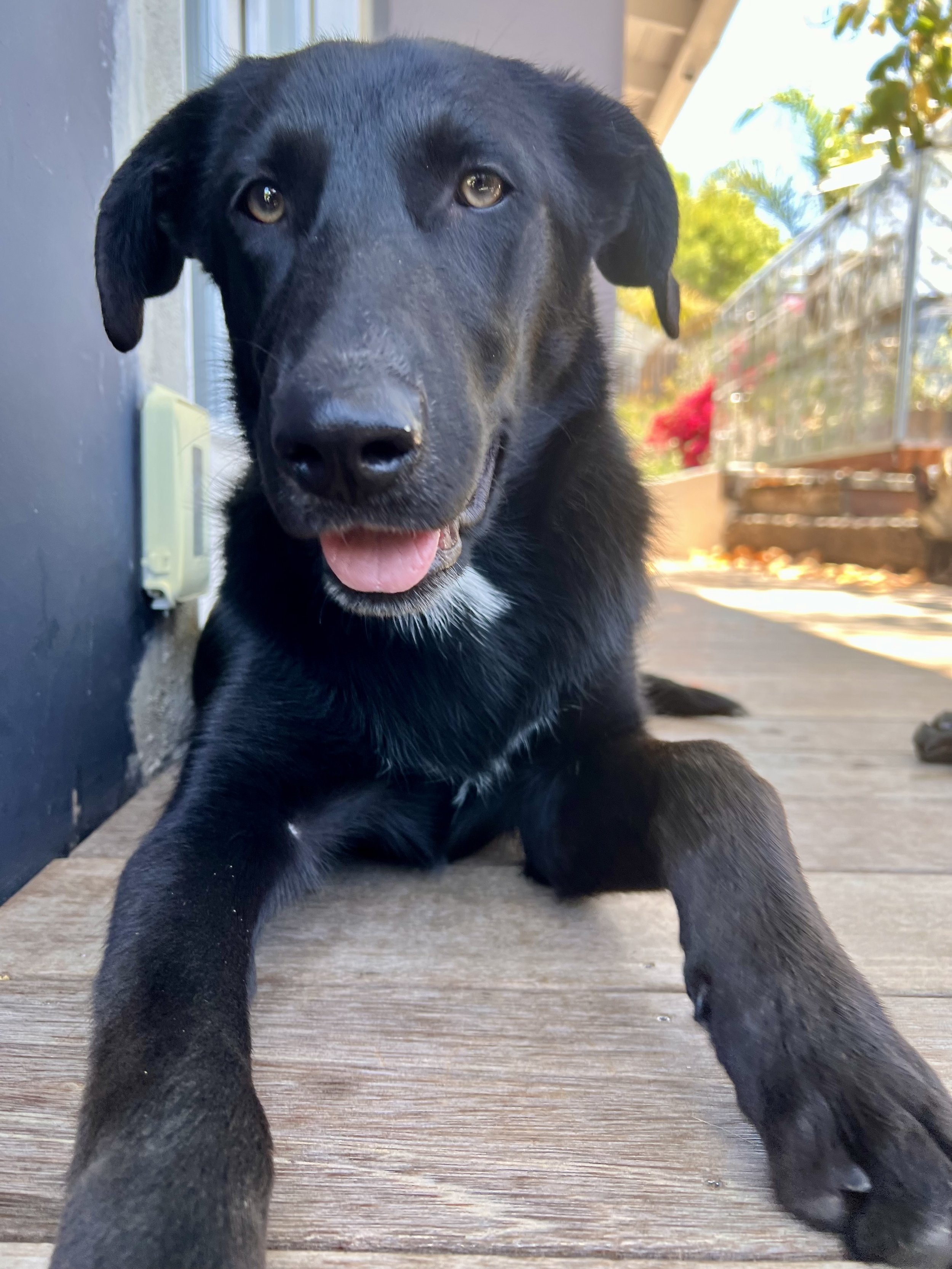 Mutt Luv Rescue