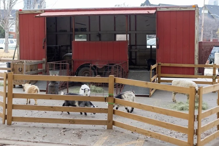 Travel to You Services — Country Critters Farm