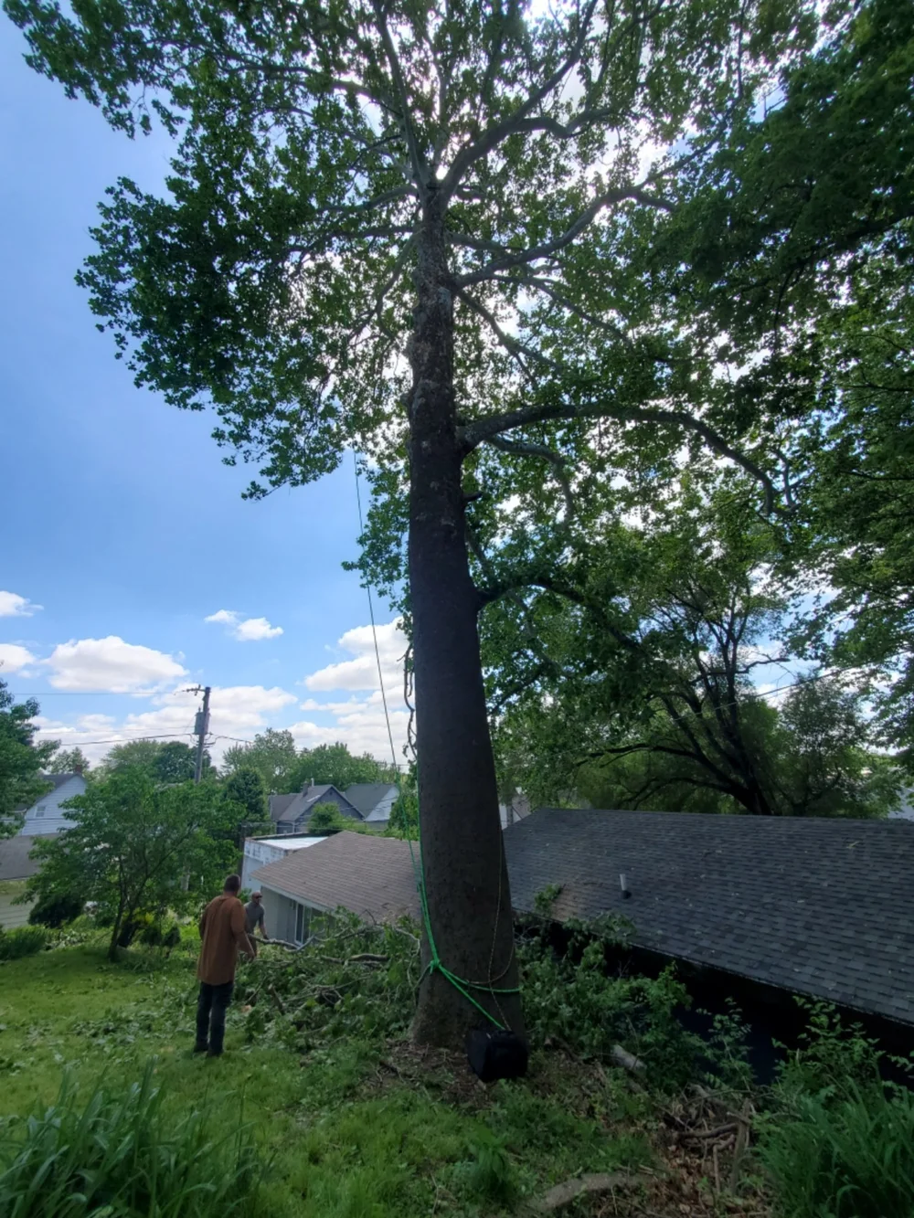 Vivid Tree Service