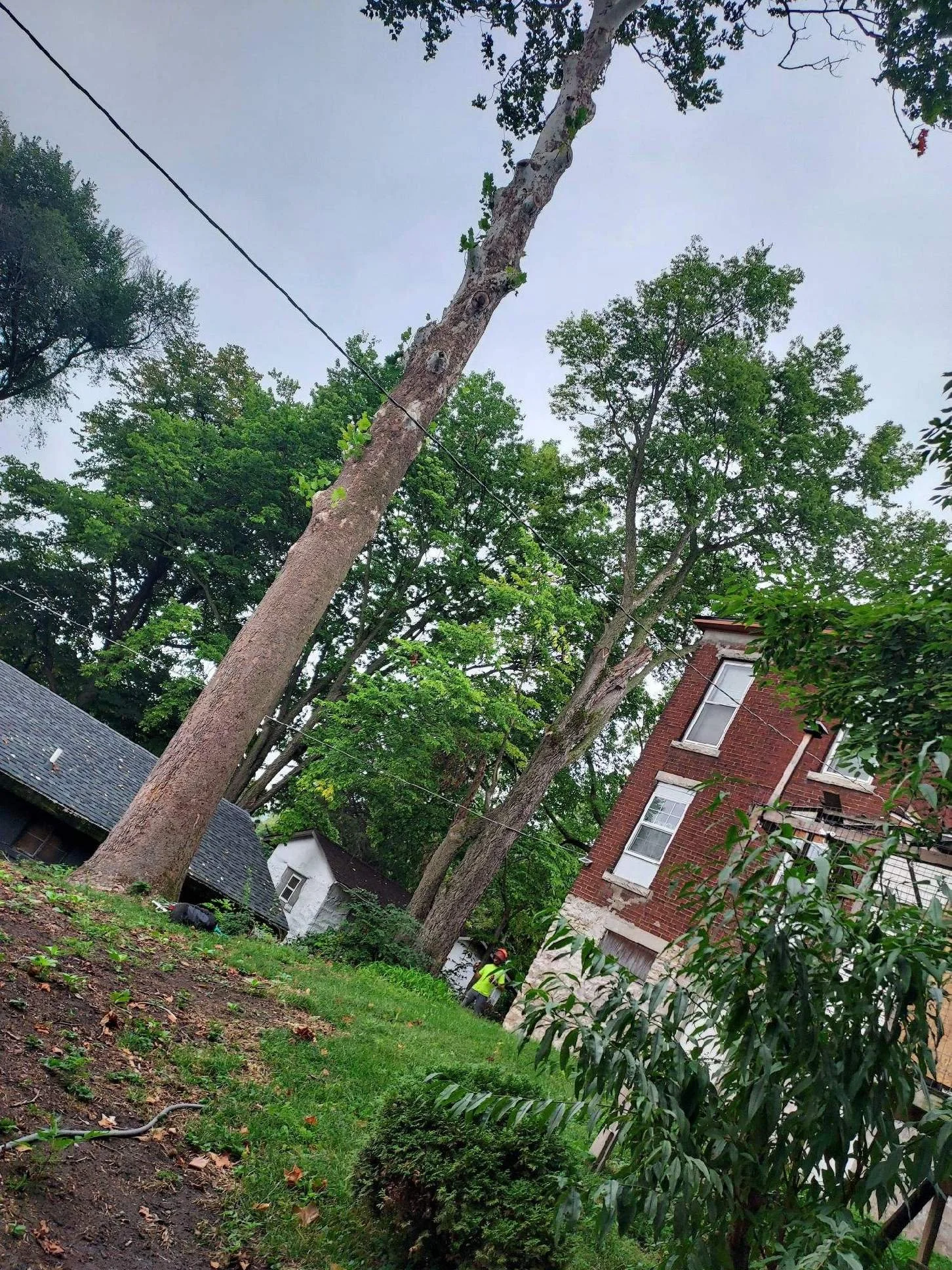 Vivid Tree Service