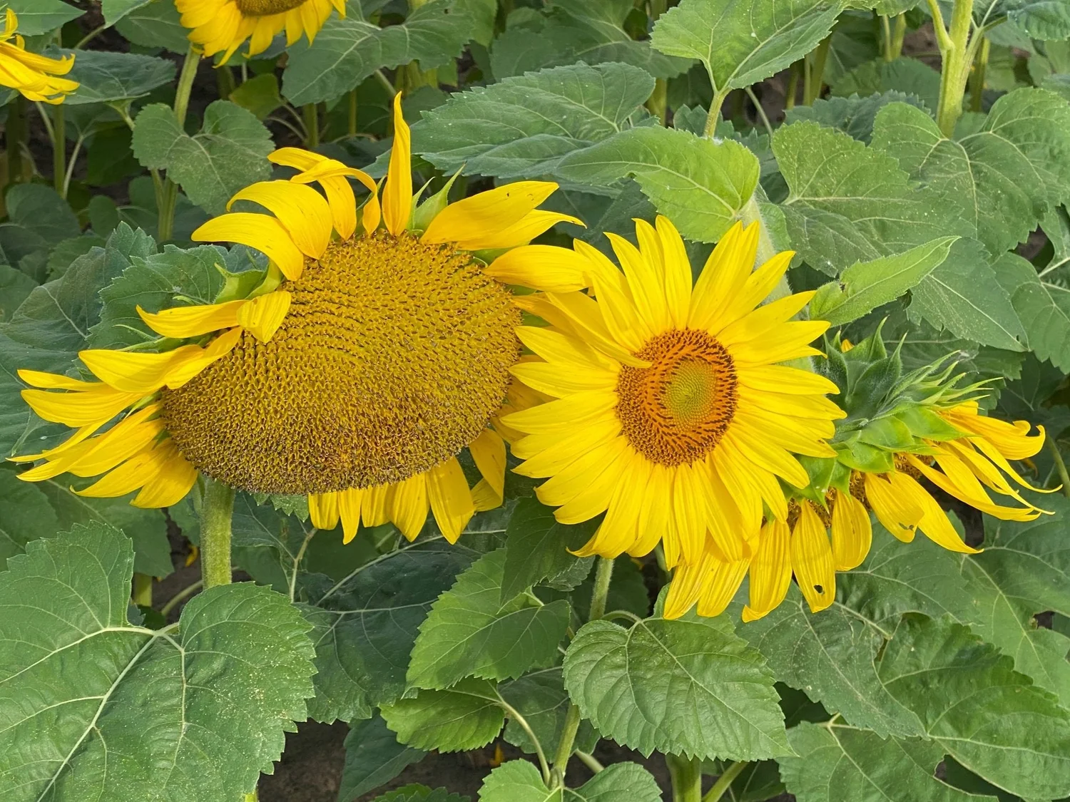 Replogle Center for Counseling and Well-Being