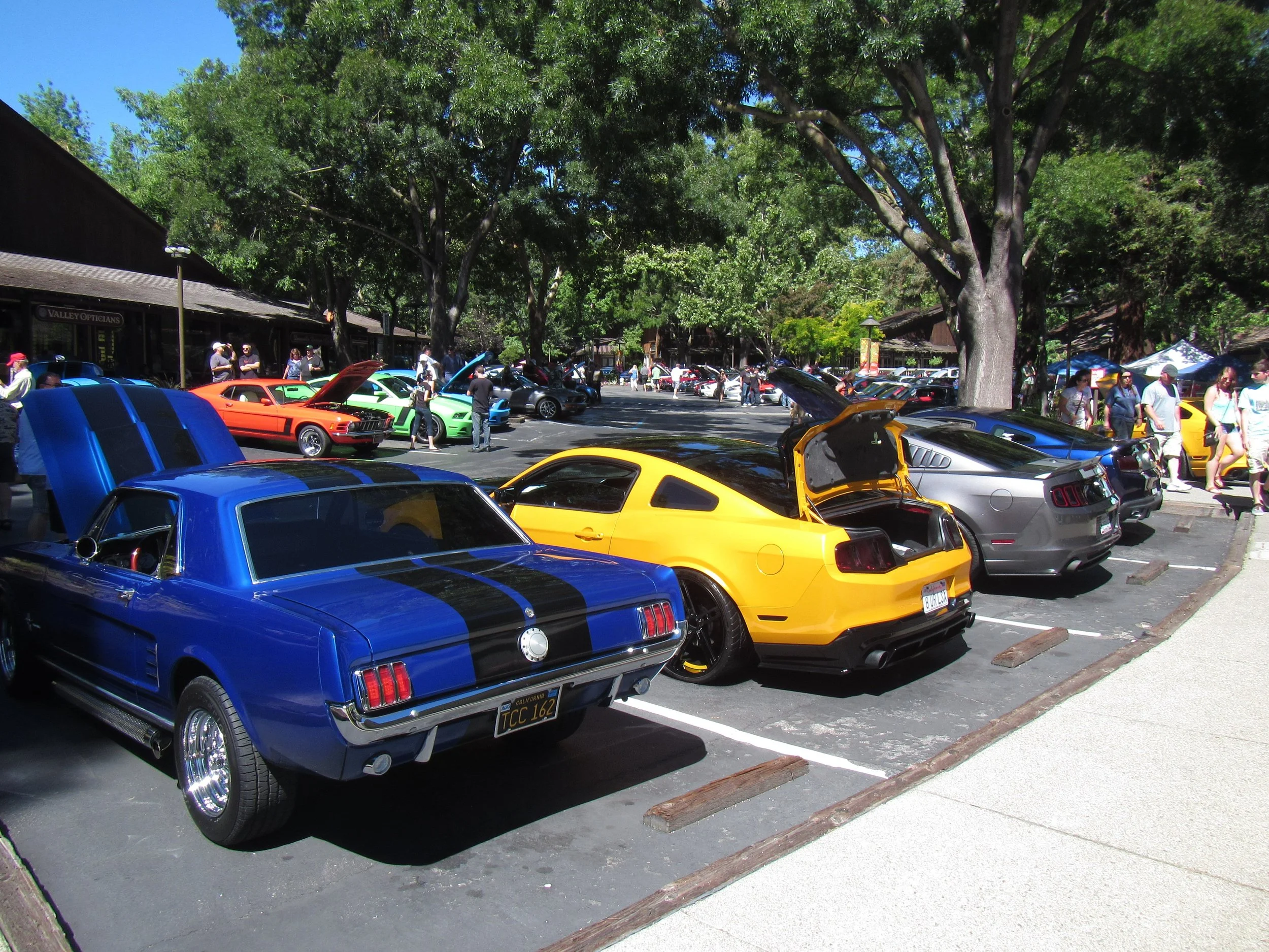 Ponies and Snakes — Bay Area Mustang Association