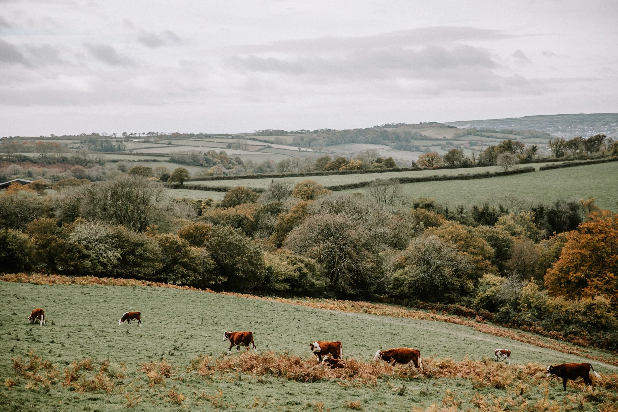 River Cottage Wedding — Dominic Williams Photography
