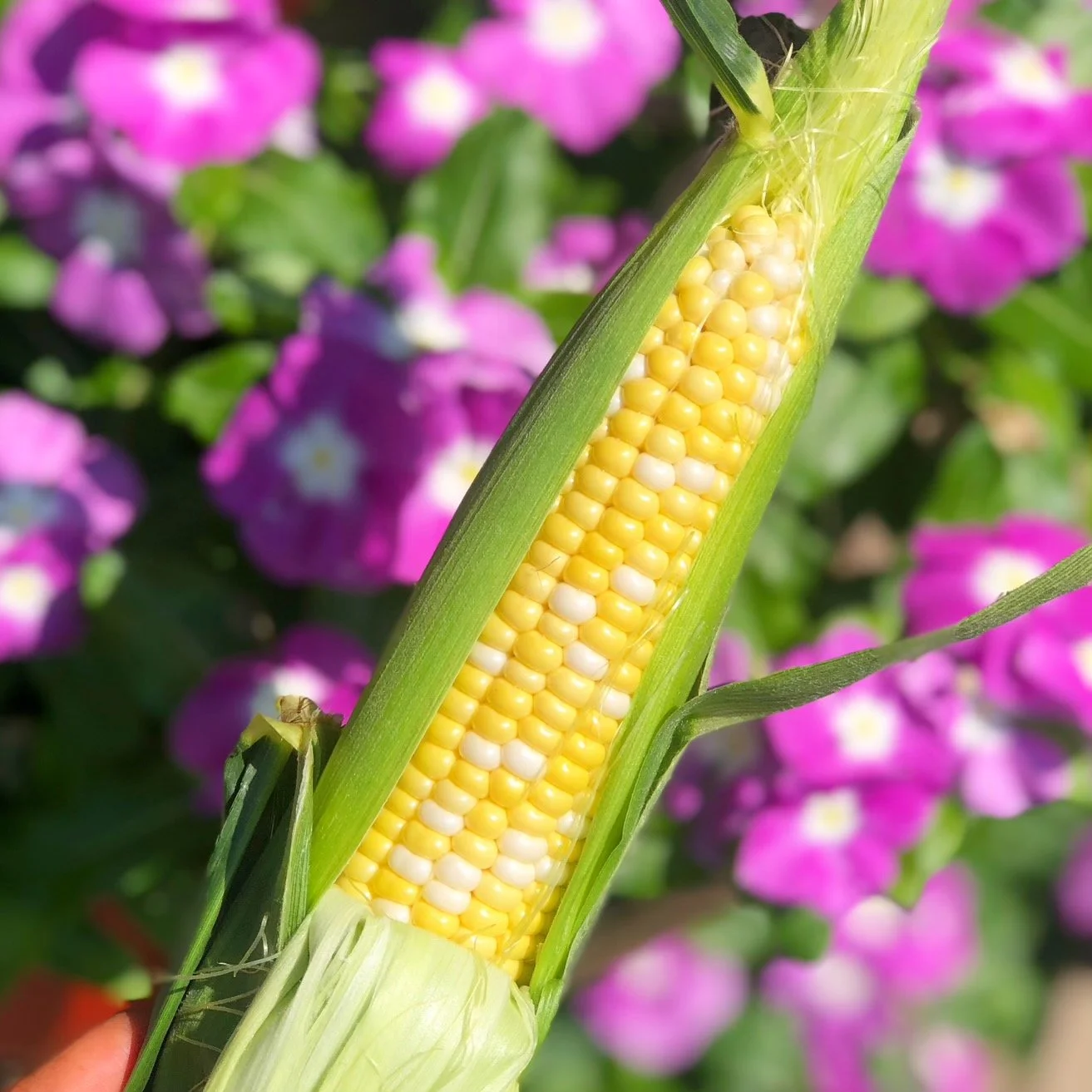 Seasons at the Farm Stand — Andrews Family Farm
