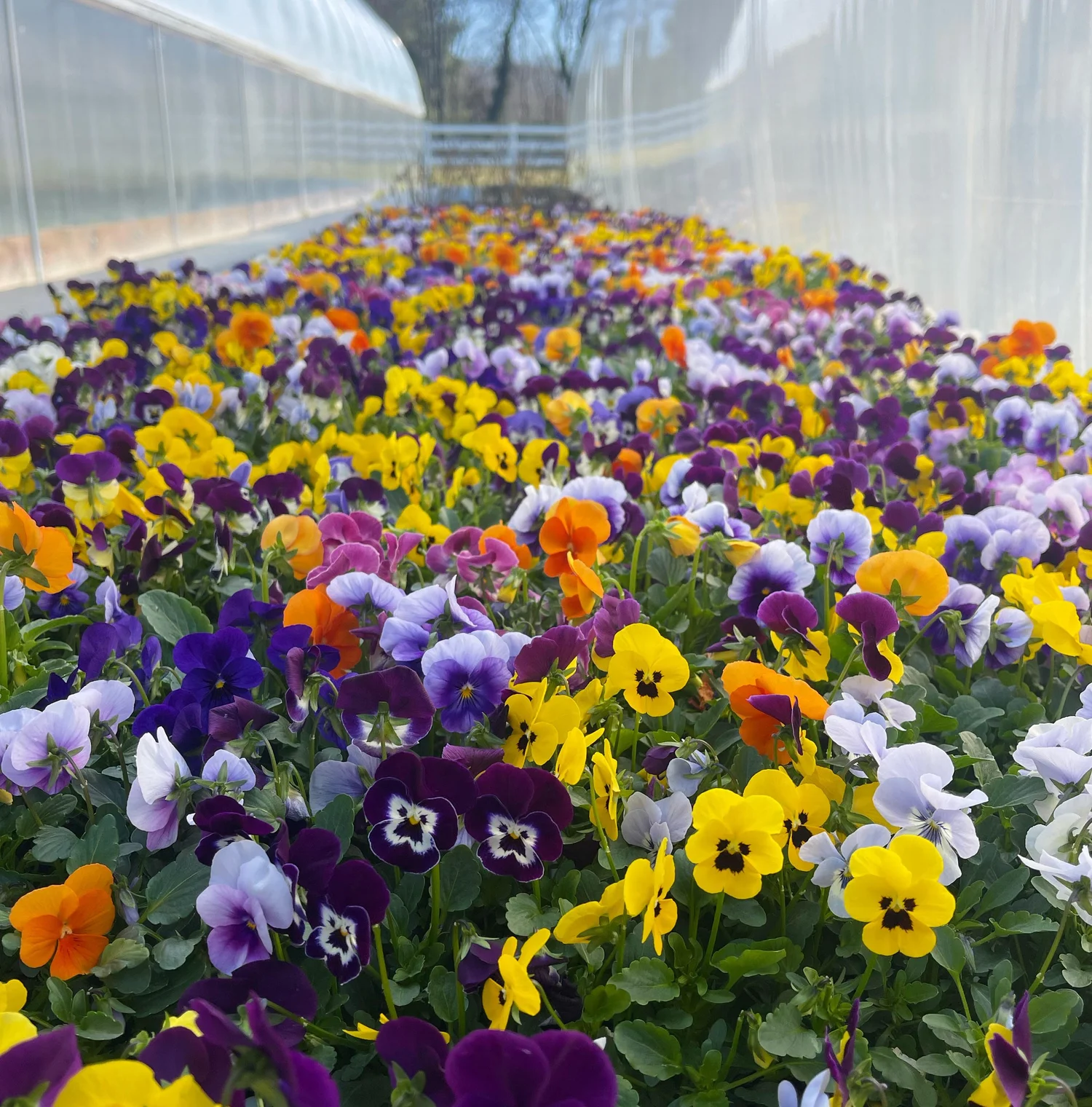 Pansy Season — Andrews Family Farm