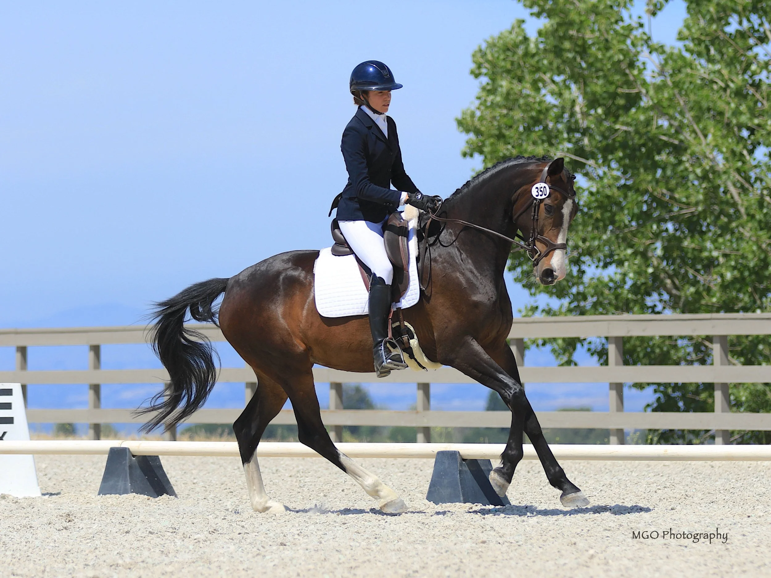 Programs — Miramar Sporthorses