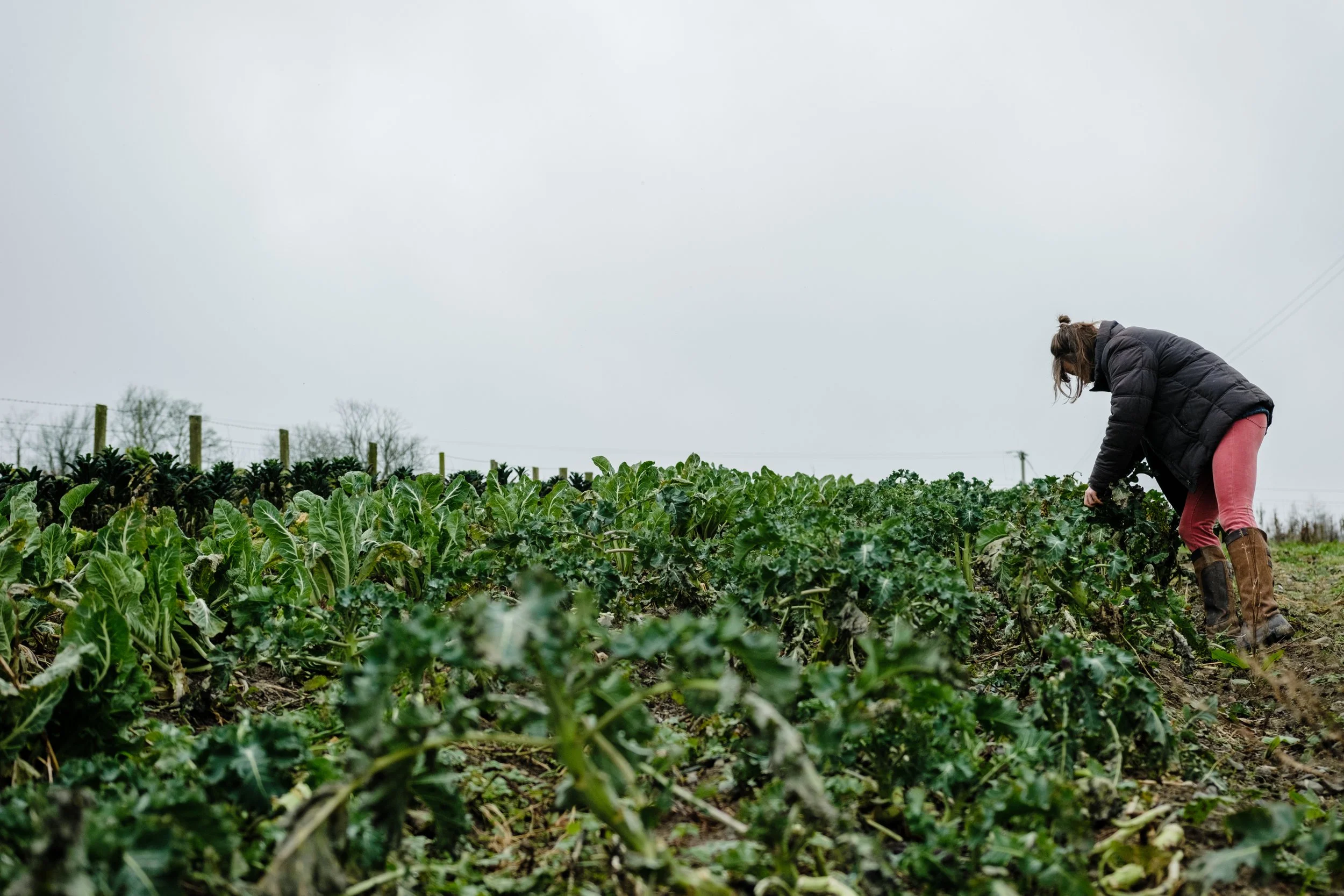 HOME GROWN — Ballytrim Pantry