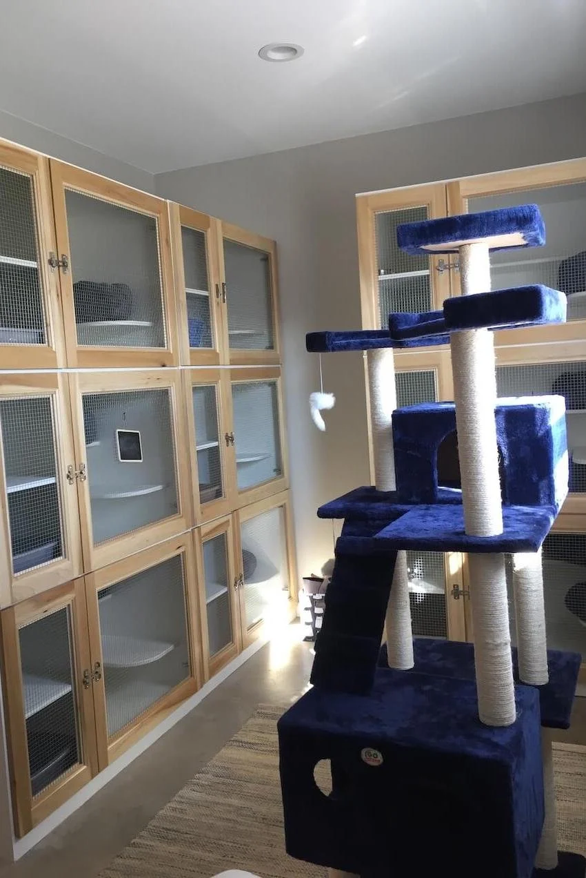 Cattery — Stone Chapel Kennel & Cattery