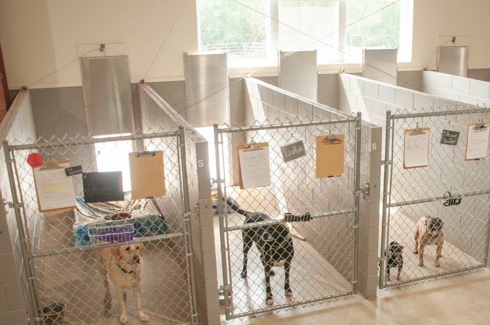 Boarding — Stone Chapel Kennel & Cattery