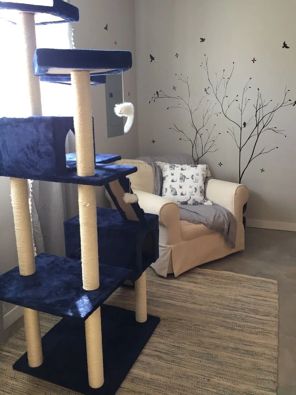 Cattery — Stone Chapel Kennel & Cattery