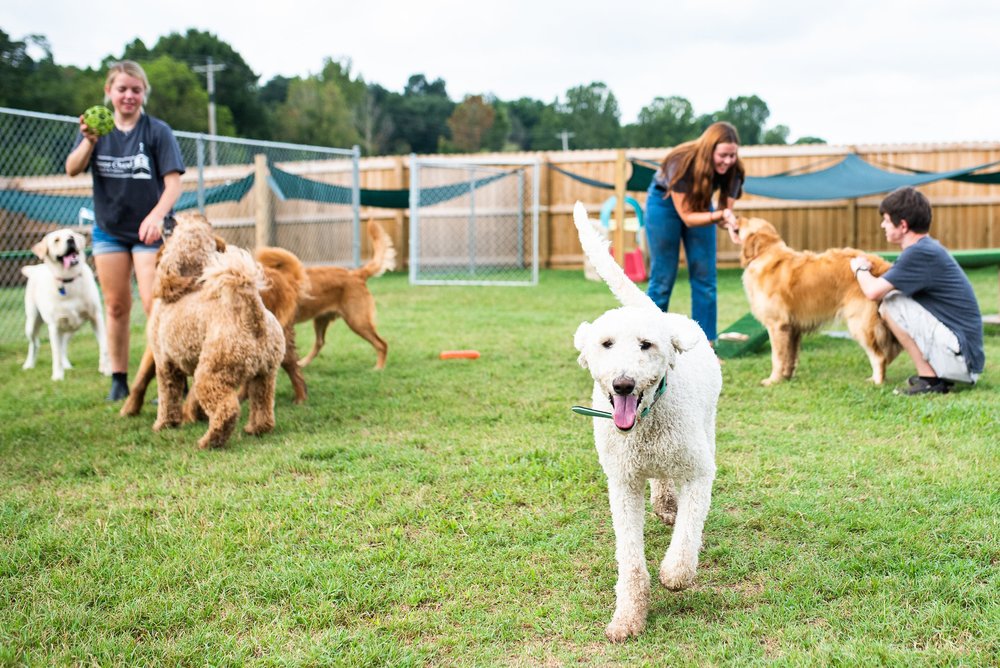 Daycare — Stone Chapel Kennel & Cattery