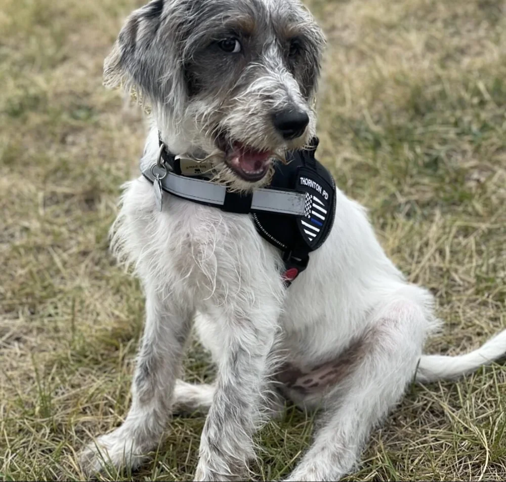 Code-4 Counseling — Our Team