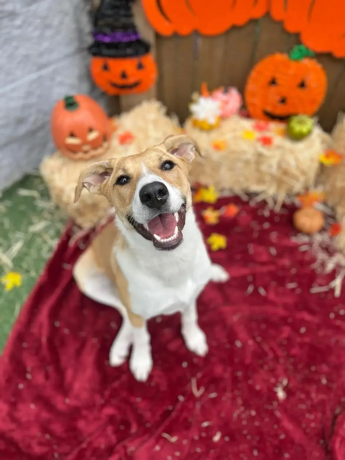 Code-4 Counseling — Our Team