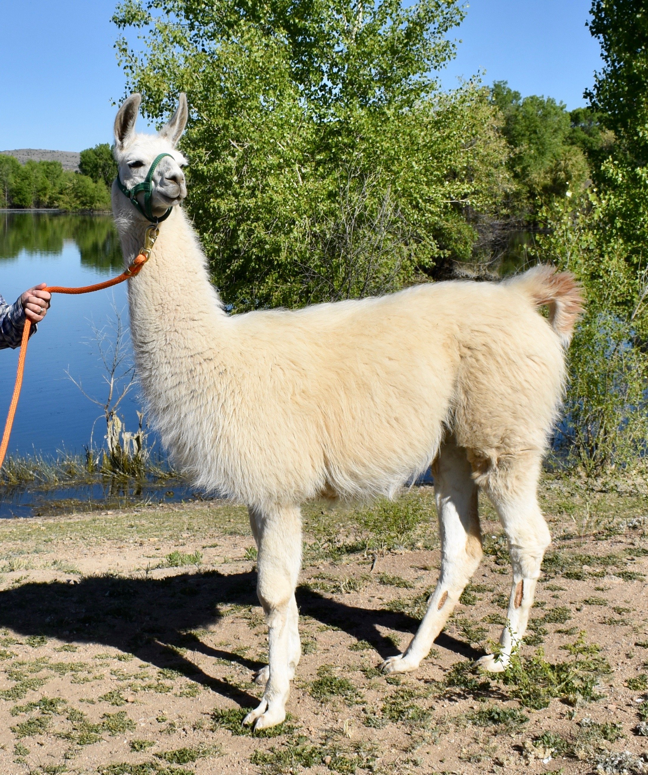 Llamas For Sale — Arizona Backcountry Llamas