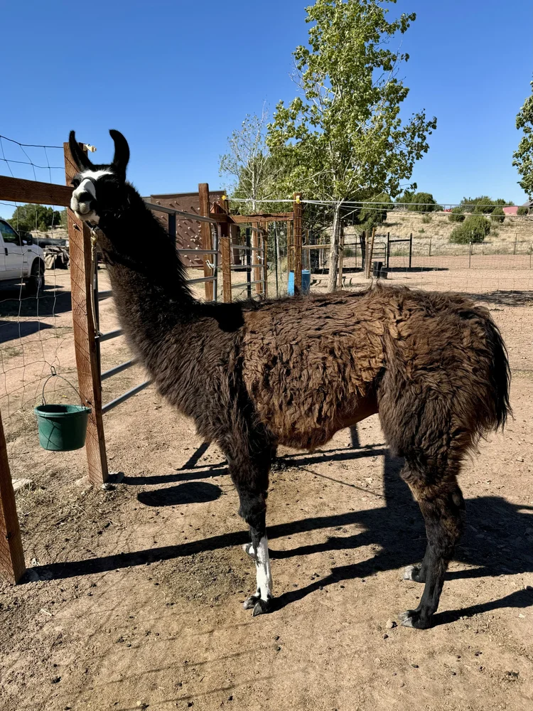 Llamas For Sale — Arizona Backcountry Llamas