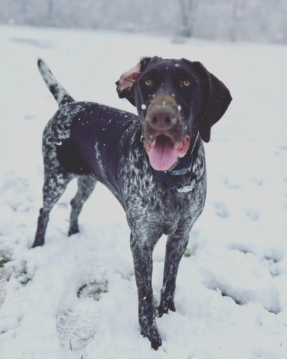 Michelle Stiles, LMHC | New York Therapist