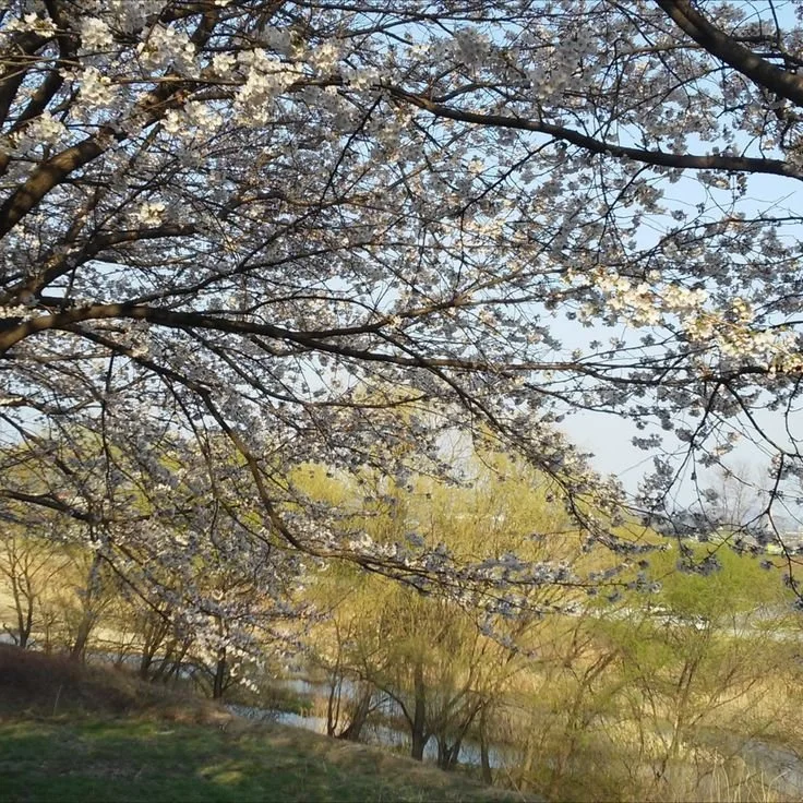 Cherry Blossom Season: Spring in South Korea — All of Korea