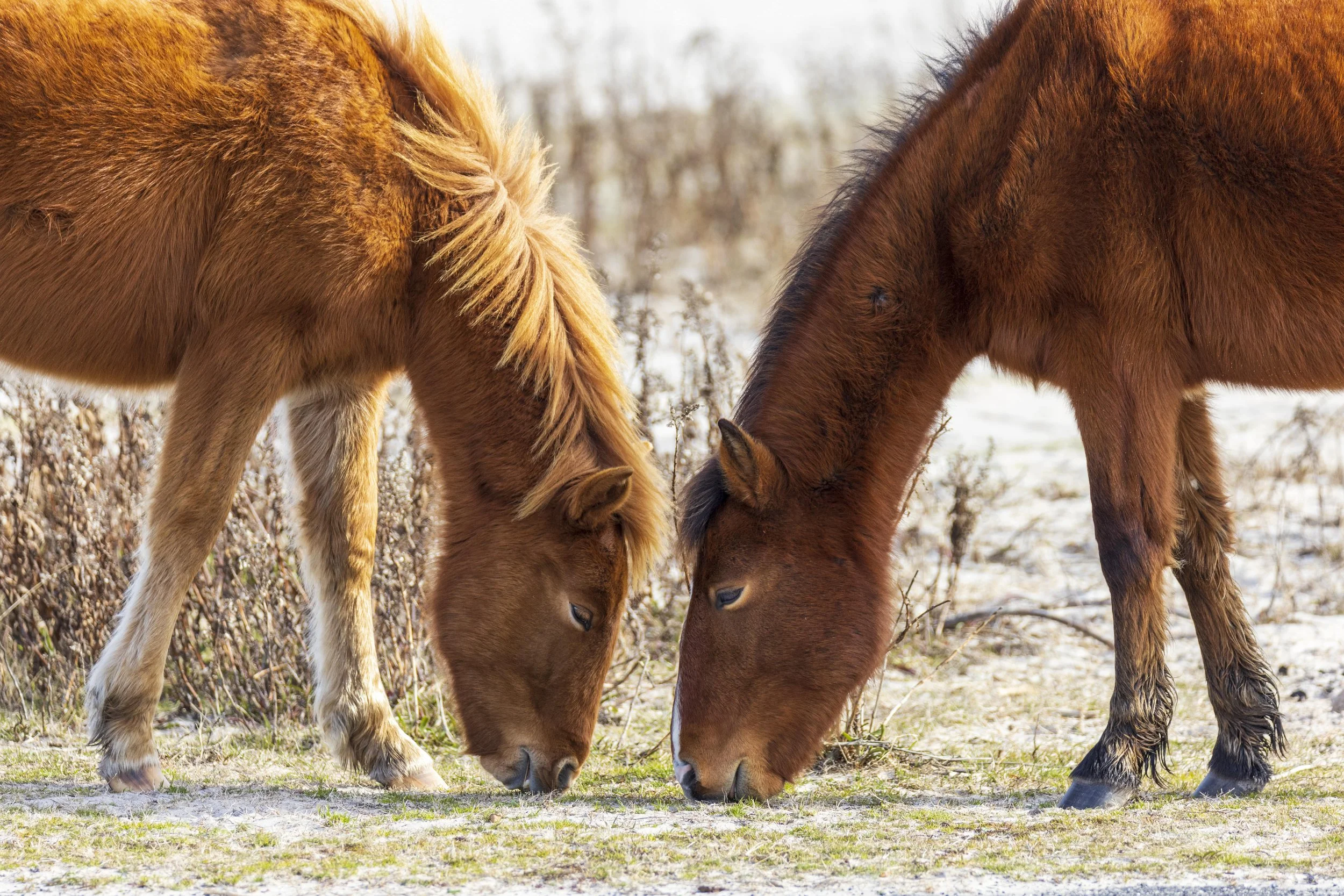 Assateague — Kevin Lynam Photography