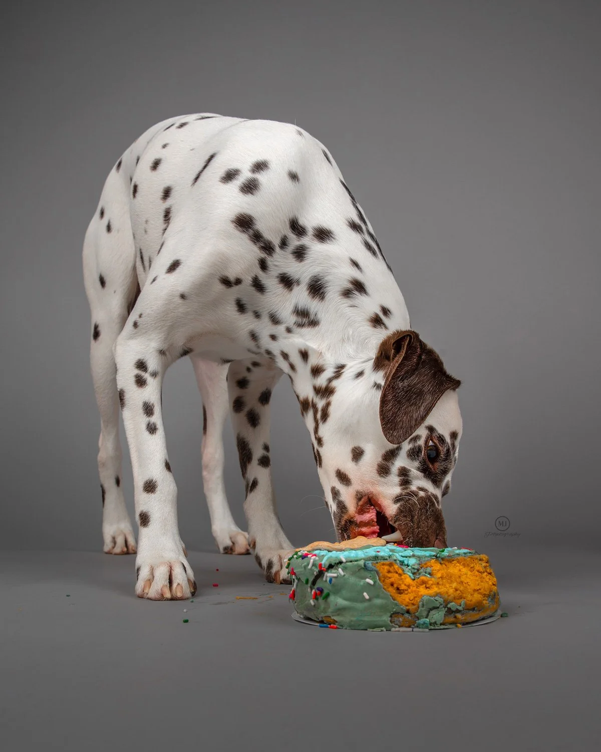 Specialty Journies » MJ Pawtography Dog Photography in Quad City IA/IL