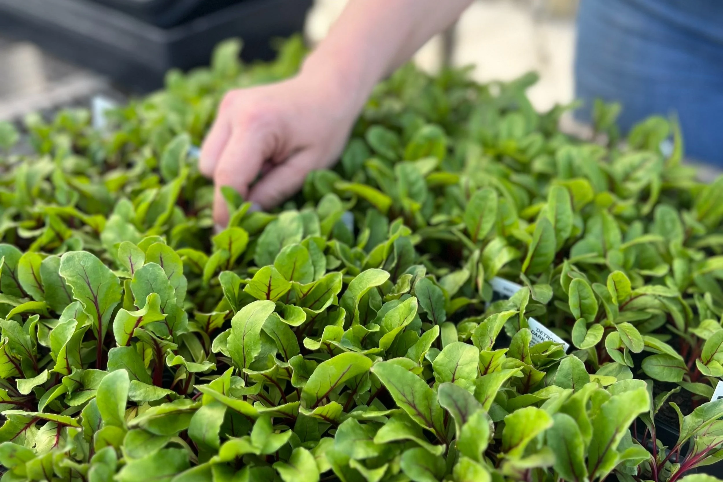 What are cold weather crops, and why should you grow them? — Farmside ...