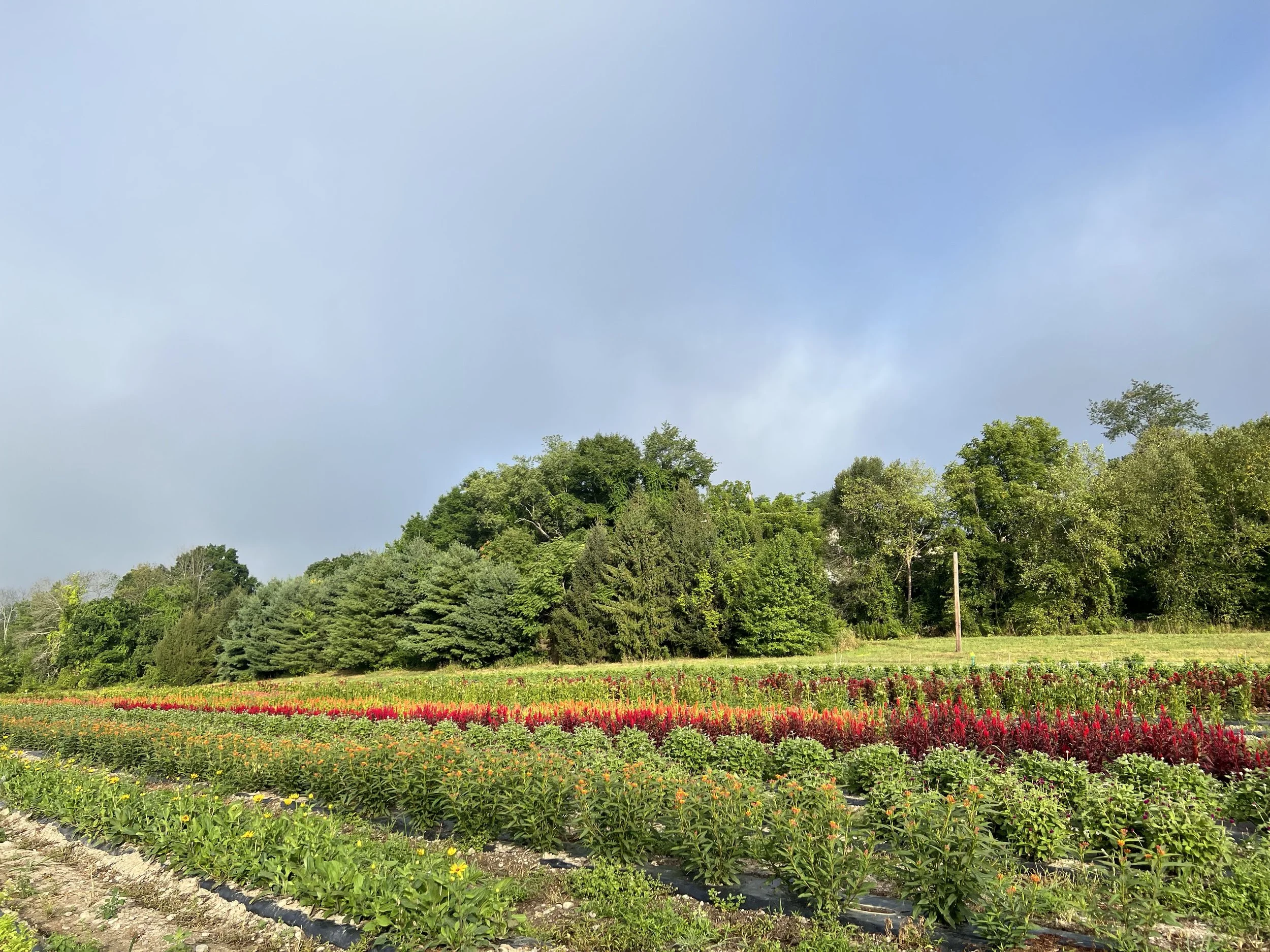 Cut & Create: What to Expect at Farmside Gardens’ Cut & Create ...