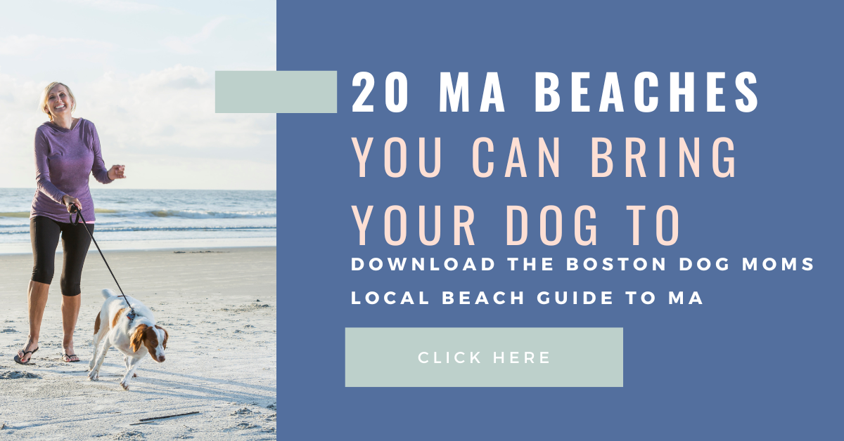 Your Guide to Dog-Friendly Beaches in Massachusetts — BostonDogMoms.com