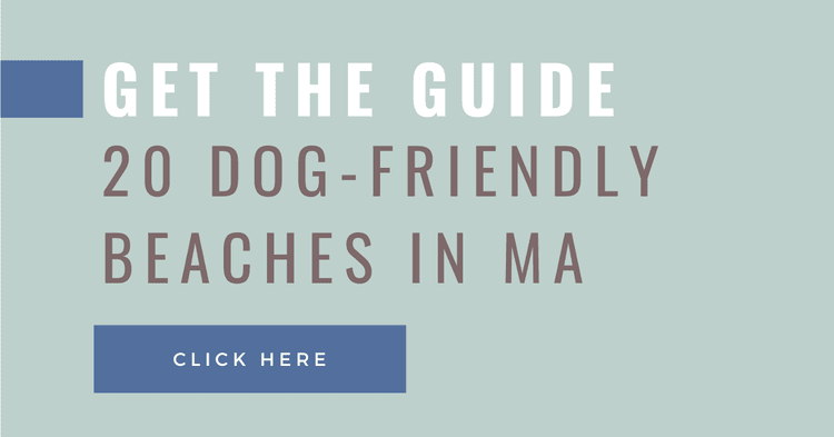 Your Guide to Dog-Friendly Beaches in Massachusetts — BostonDogMoms.com