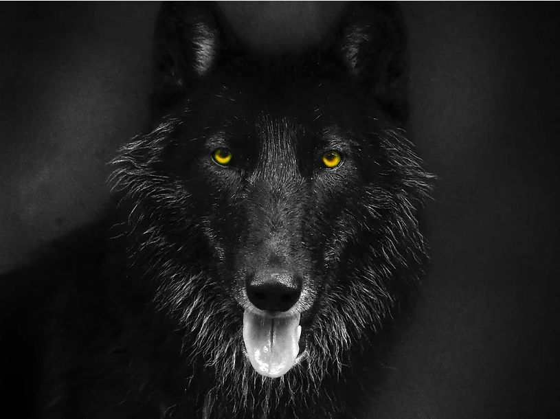 Rapp Tour Adventures - Colorado Jeep Tours