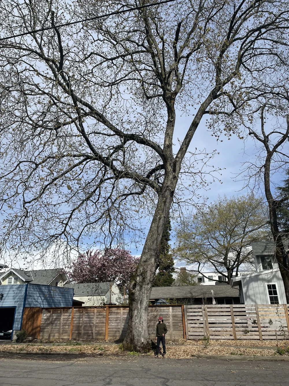 Brandon Namm, Principal Consulting Arborist — Laurelin Tree Consulting LLC.