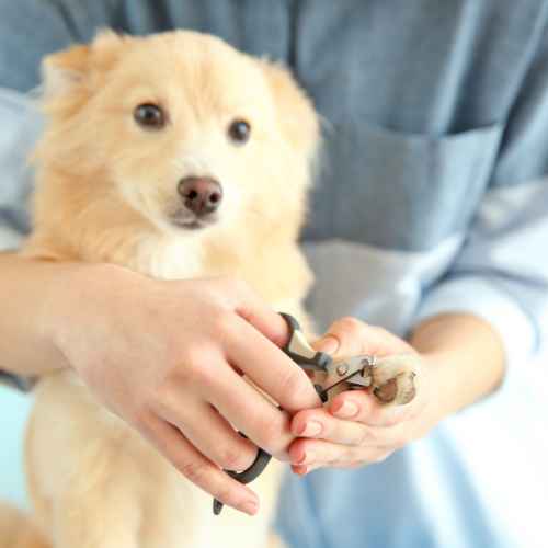 Helping Paws Mobile Pet Care