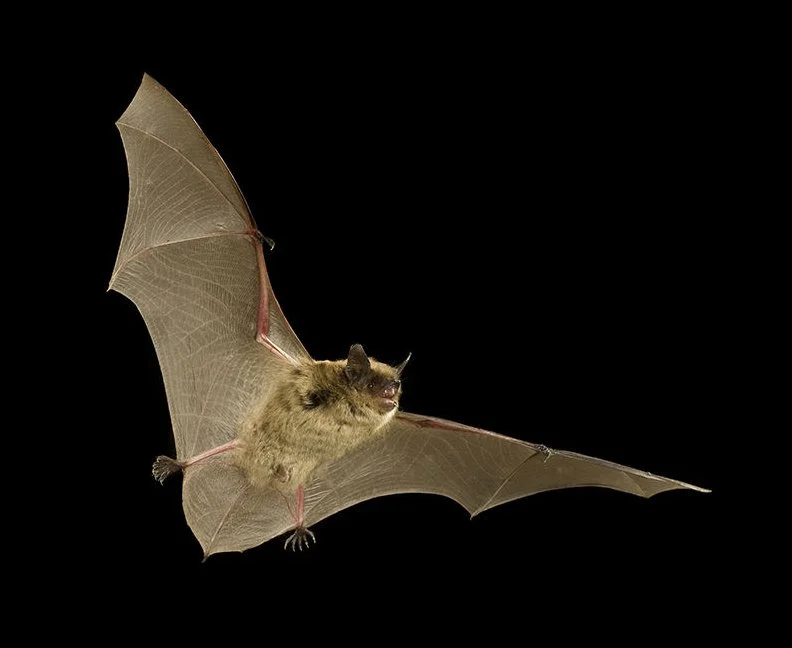 Introducing our Citizen Science Bat Project — Nature Salt Spring