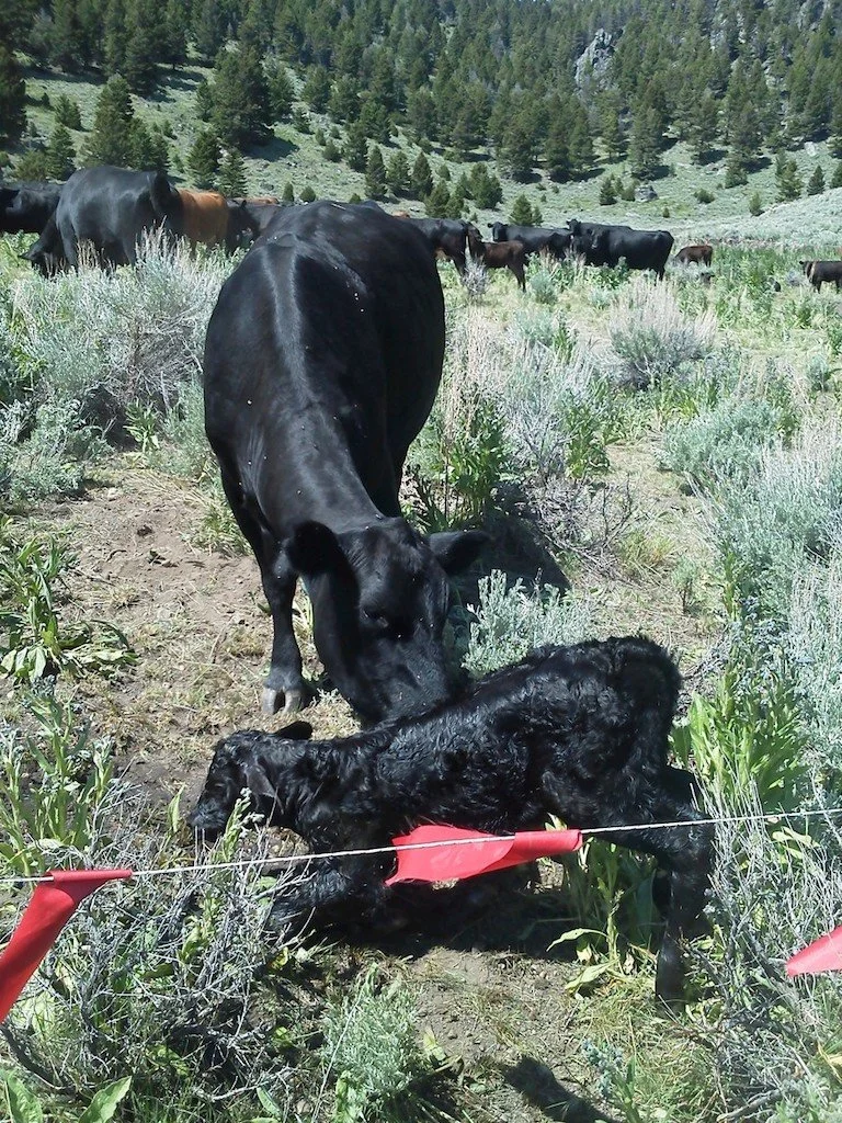 Preventing predation of livestock – Livestock management for ...