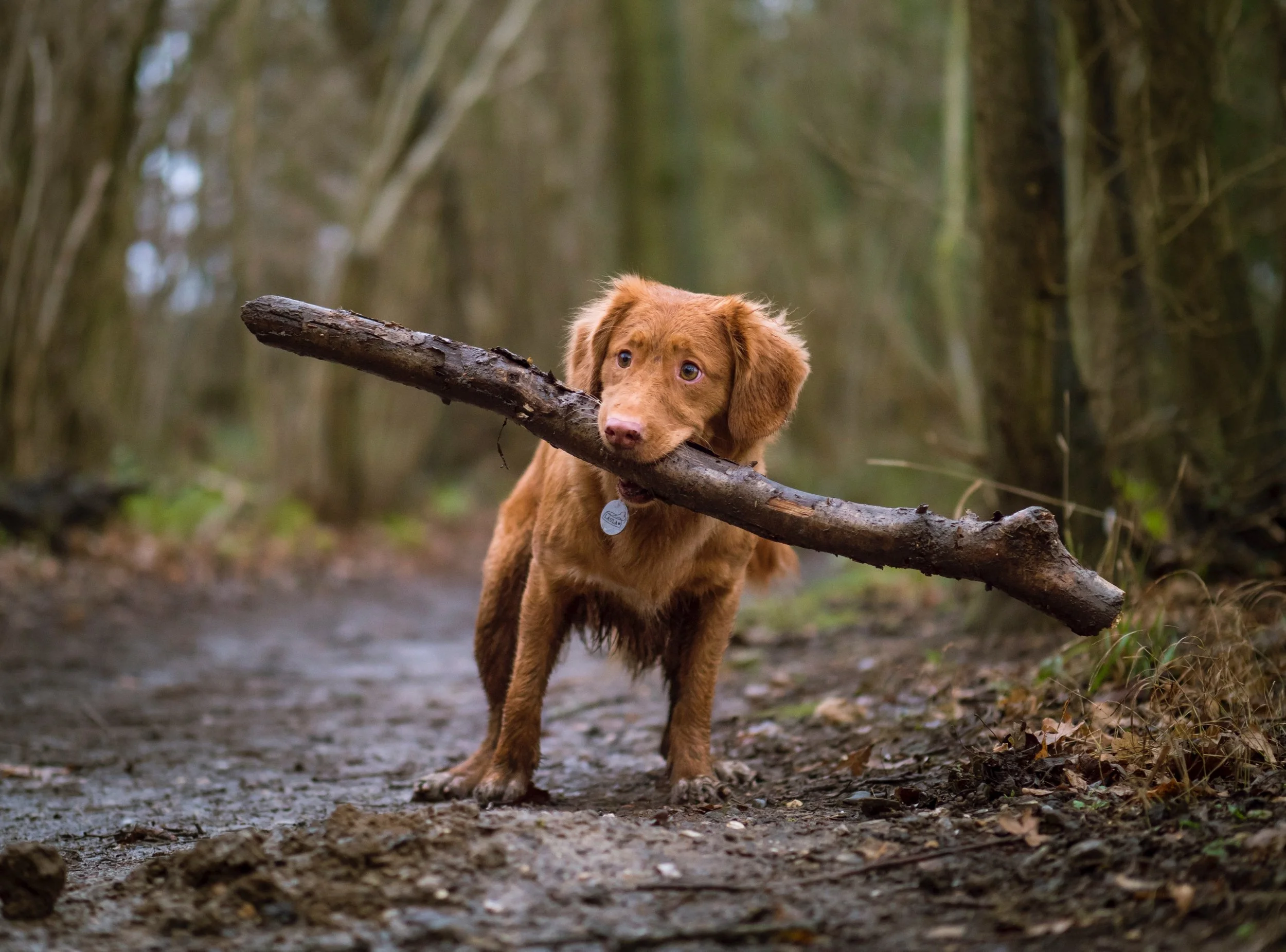 Doggie Doggie, Where’s Your Bone? — Mosey Creative