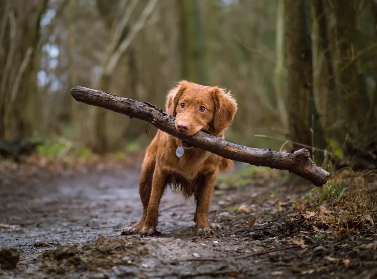 Doggie Doggie, Where’s Your Bone? — Mosey Creative