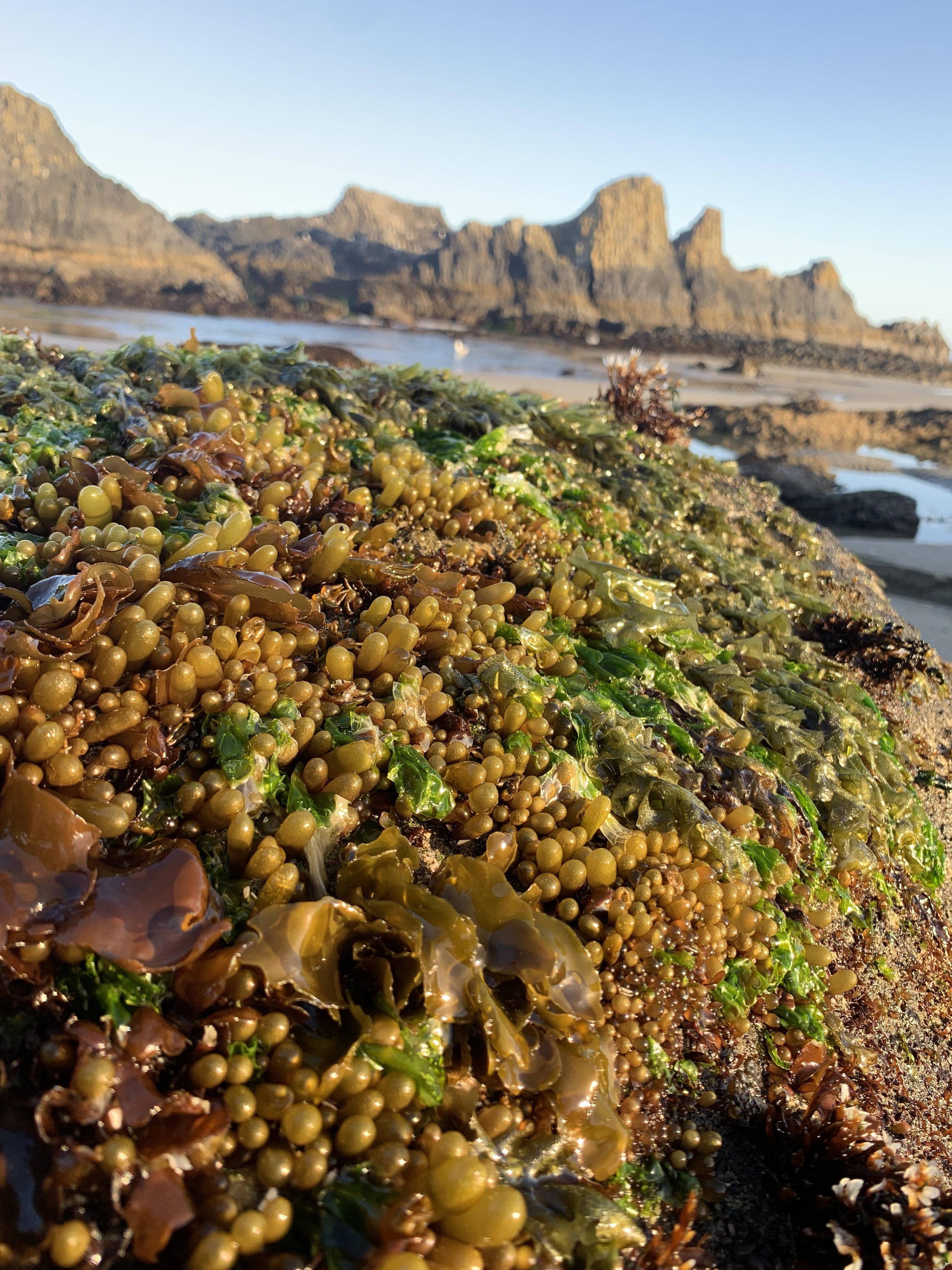 Seaweed Weekend in Oregon — Shifting Tides